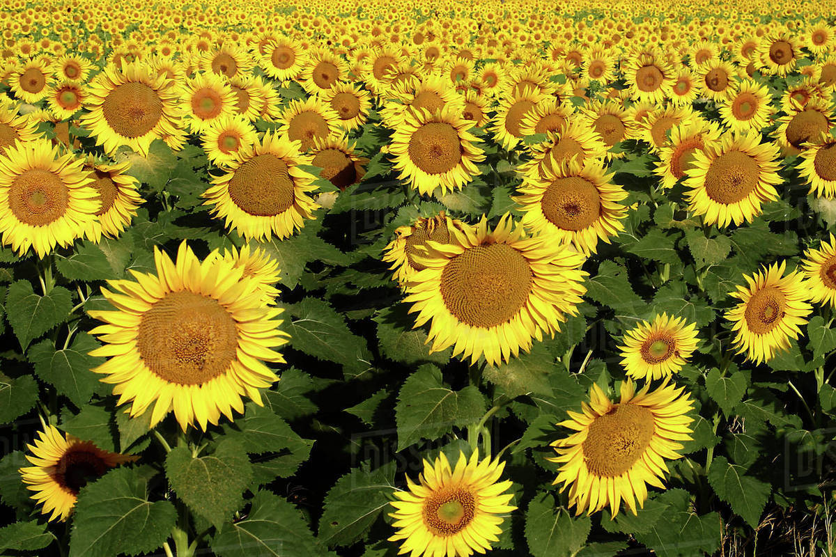 Europe, Italy, Tuscan Sunflowers - Royalty-free Stock Photo | Dissolve