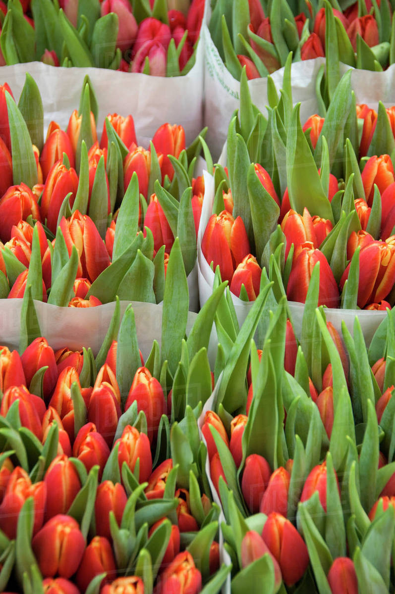 Europe, The Netherlands (aka Holland), Amsterdam. Bloemenmark (aka ...