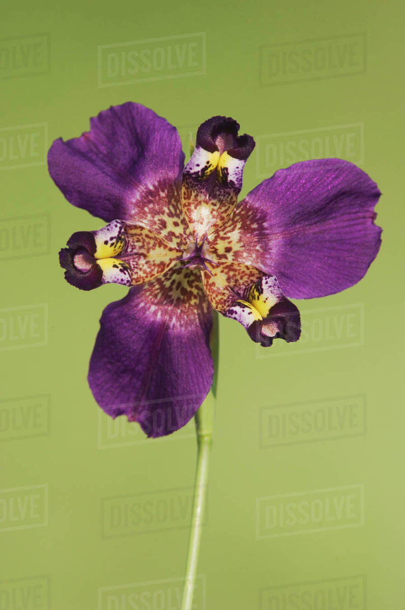 Propeller Flower, Alophia drummondii, Iridaceae, blossom, Willacy ...