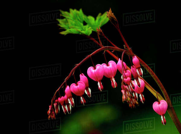 A bright bleeding heart flower against a dark background - Stock Photo ...
