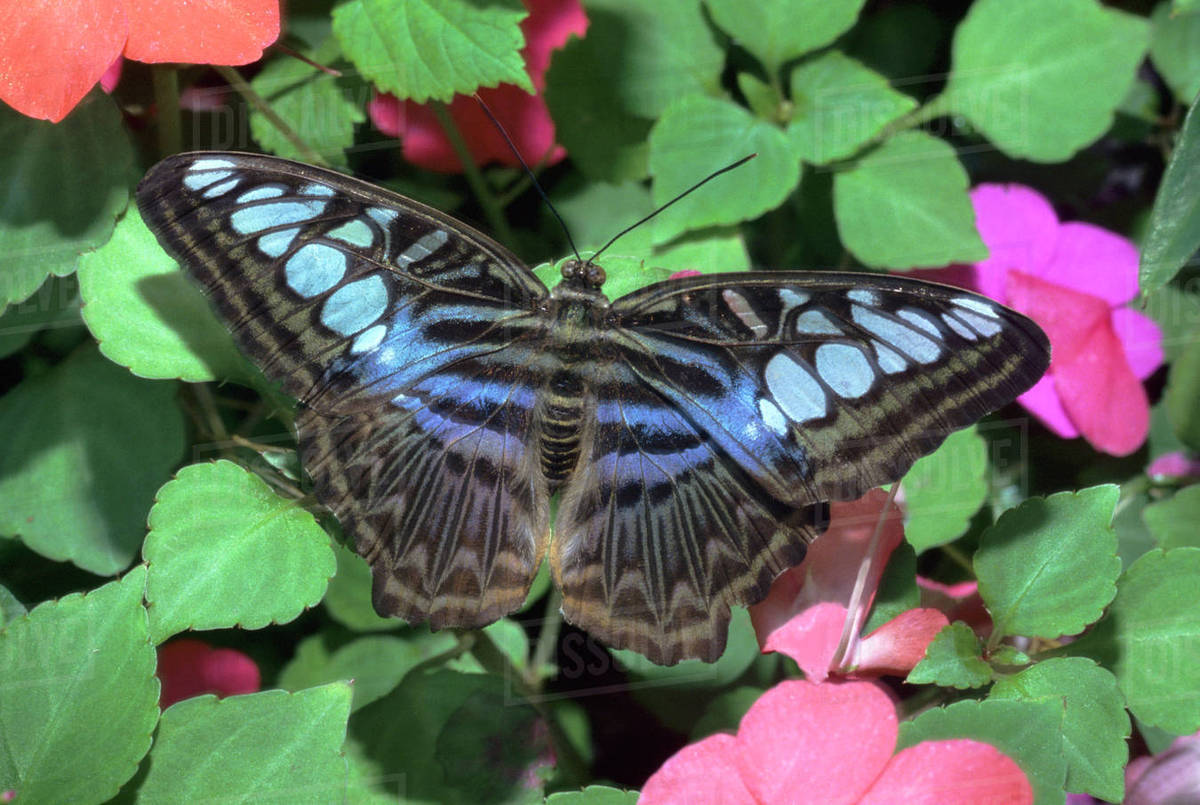 S.E. Asia habitat. The Blue Clipper (Parthenos sylvia) butterfly ...