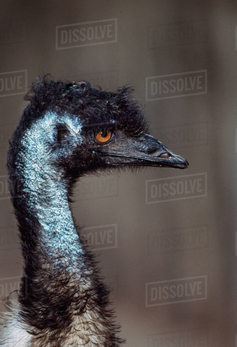 Emus, flightless birds native to Australia - Royalty-free Stock Photo ...