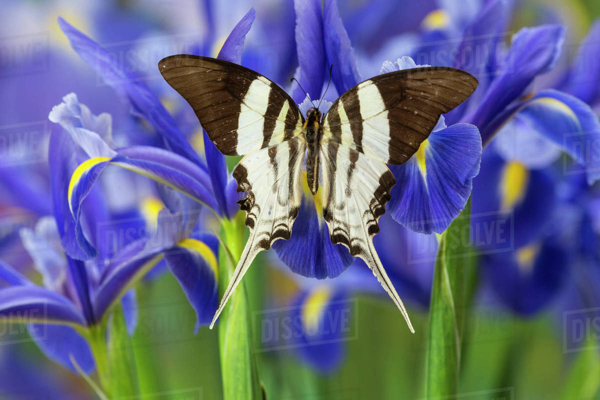 Graphium dorcus butungensis or the Tabitha's Swordtail Butterfly ...