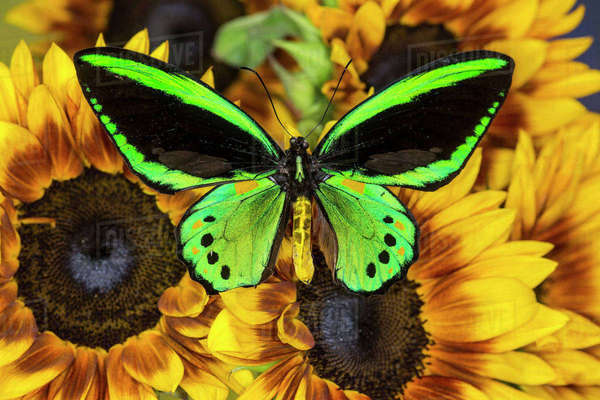 Common Green Birdwing or the Priams Birdwing, Male, Ornithoptera ...