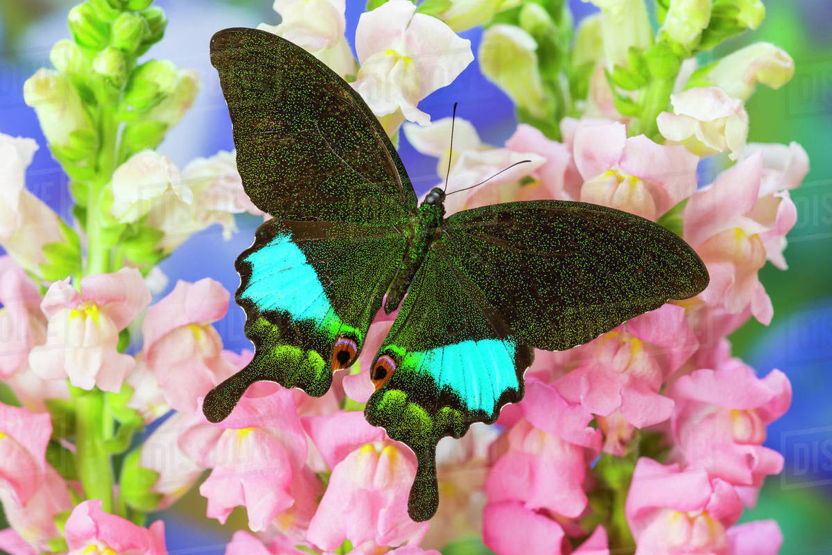 The Peacock Swallowtail Butterfly, Papilio Karna Iruane - Stock Photo ...