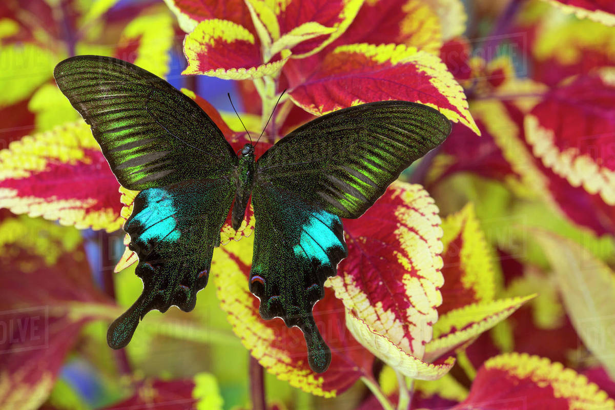 The Common Peacock Swallowtail Butterfly, Papilio Polyctor - Royalty ...
