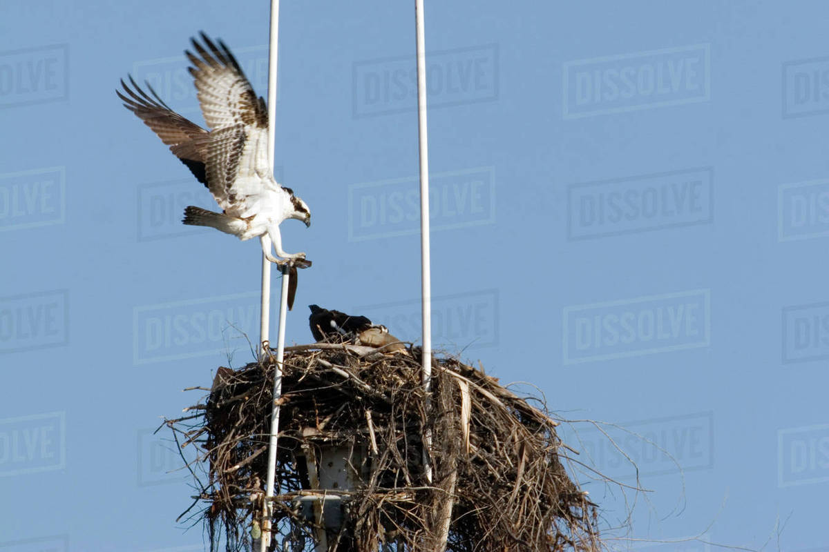 Pair of ospreys on nest built at the top of ship's mast in San Diego ...