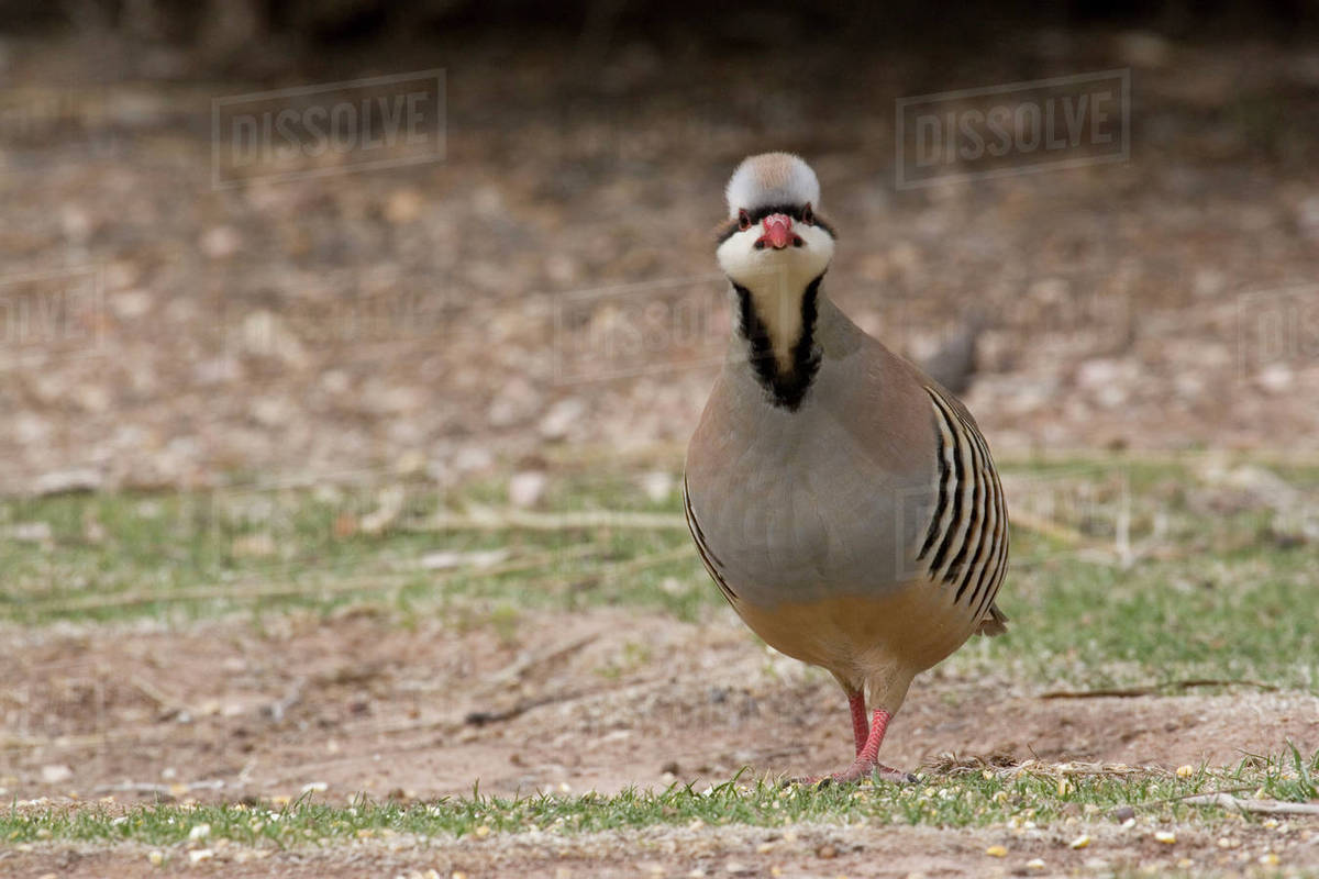 Quizzical look on Chukar (partridge) at Kodachrome Basin State Park in ...