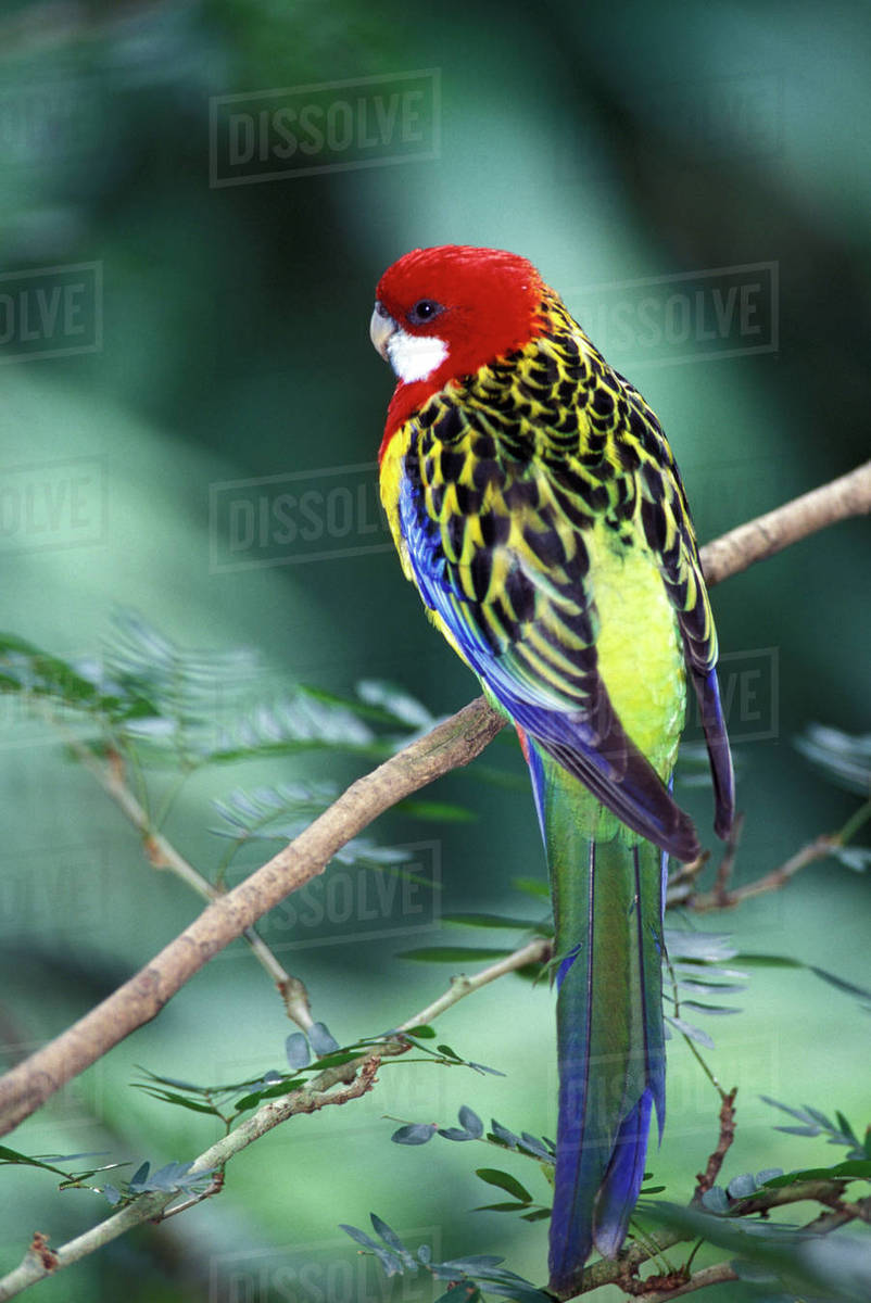 Colorful tropical bird - Royalty-free Stock Photo | Dissolve