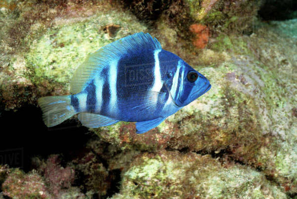 Indigo hamlet, Caribbean - Stock Photo - Dissolve