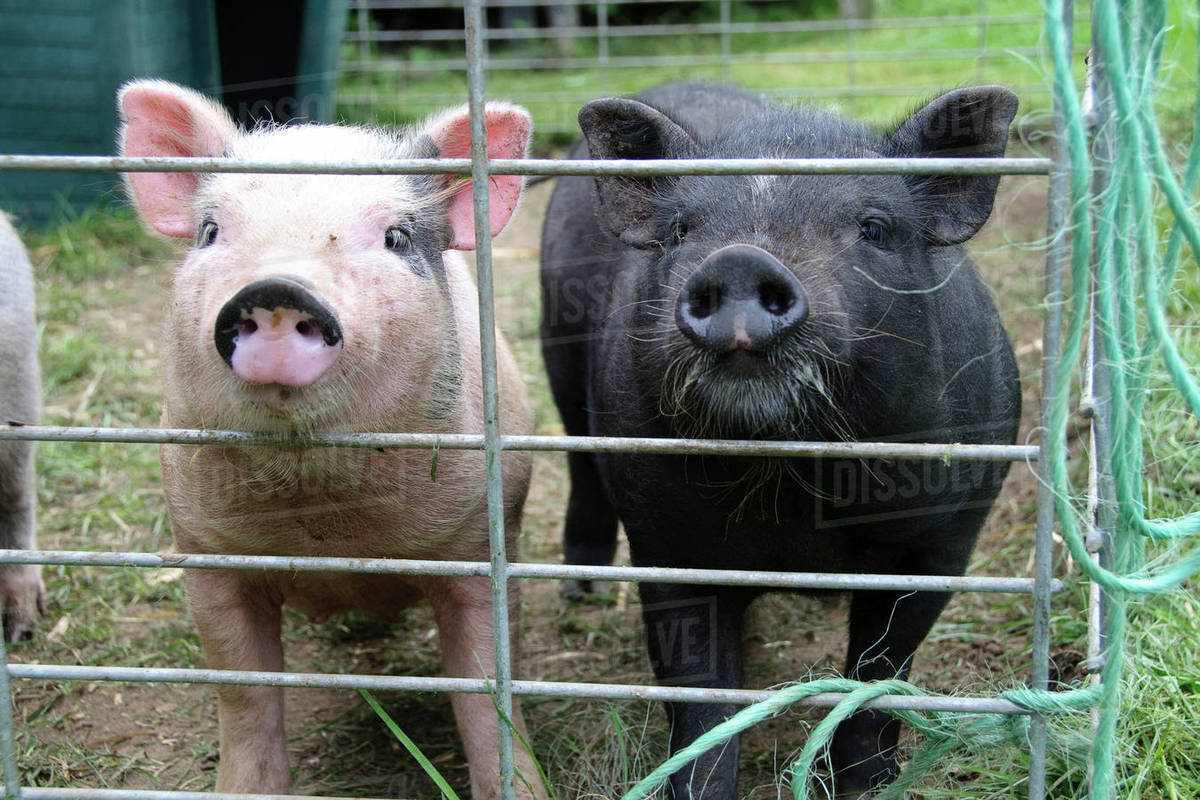 Two cute pigs (Sus domesticus) behind fence. - Stock Photo - Dissolve