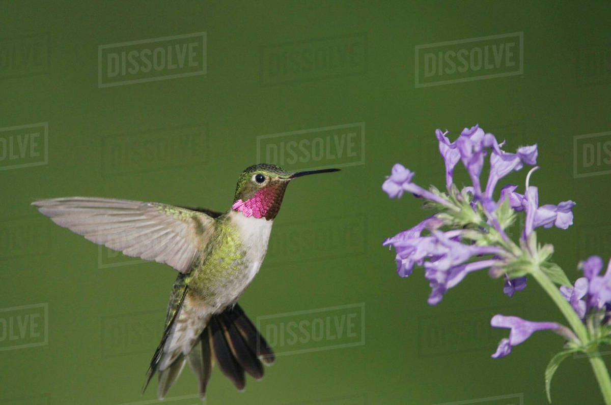 National Bird Animal Flower Of Usa | Best Flower Site