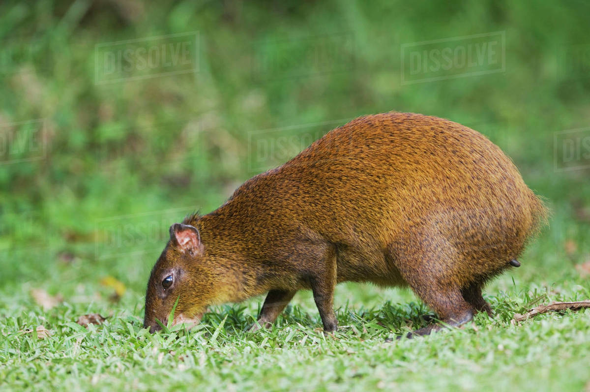 Central American Agouti, Dasyprocta punctata, adult eating, Bosque de ...