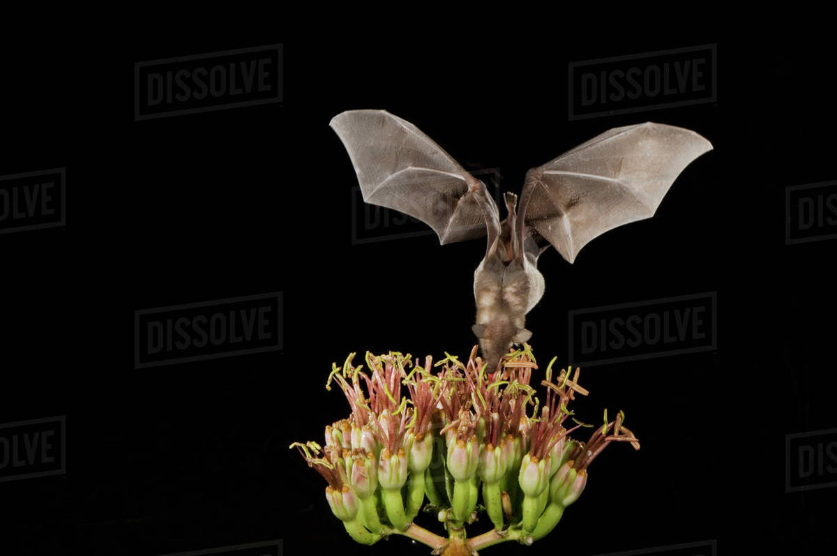 Lesser Long-nosed Bat, Leptonycteris curasoae, adult in flight at night ...