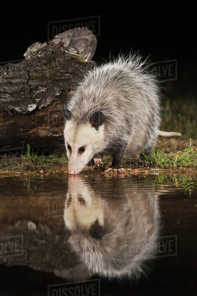Virginia Opossum, Didelphis virginiana, adult at night drinking, Uvalde ...