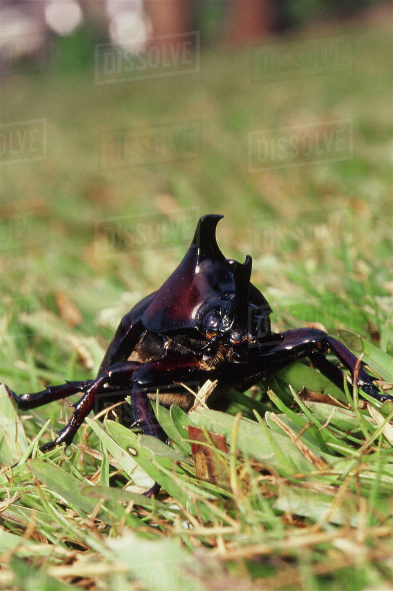 Papua New Guinea, Rhinoceros Beetle (Orcyctes rhinoceros) - Stock Photo ...