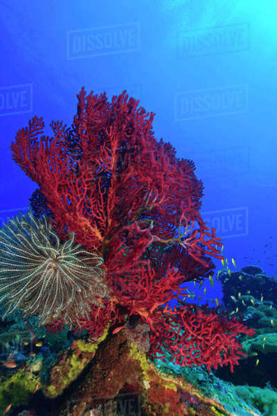 Purple Gorgonian Sea Fan and attached crinoid, Raja Ampat region of ...