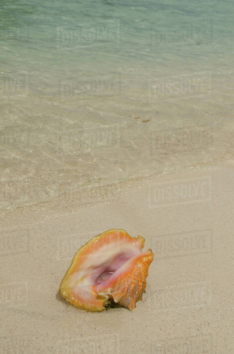 Belize, Caribbean Sea, Glover's Reef. Conch shell on Belizean beach ...