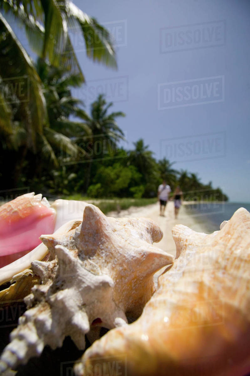 Conch Shells, Half Moon Caye, World Heritage Site-Lighthouse Reef Atoll ...