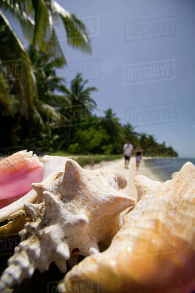 Conch Shells, Half Moon Caye, World Heritage Site-Lighthouse Reef Atoll ...