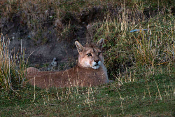 Puma (Felis concolor patagonica) waiting on fence line to hunt guanaco ...