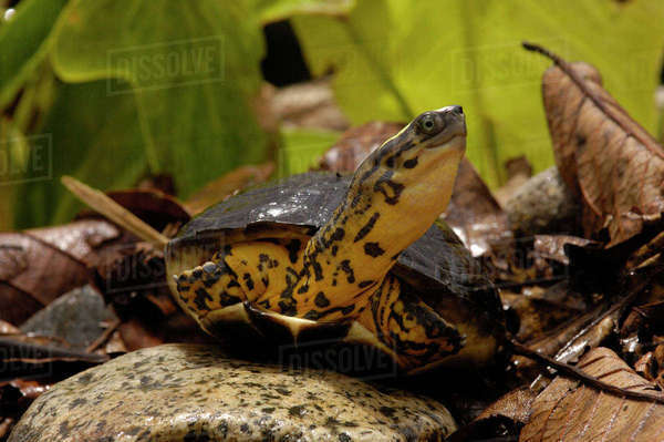 Colombian wood turtle (Rhinoclemys melanosterna) Amazon, Ecuador. South ...