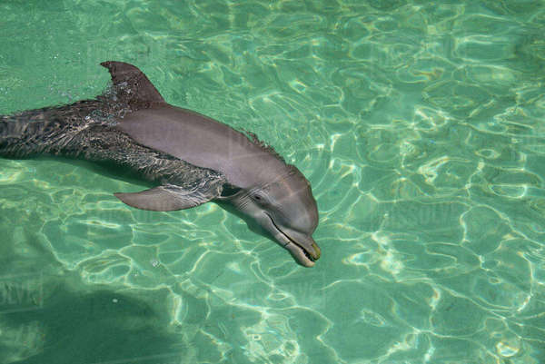 Honduras, Honduran Bay Islands, Roatan. Anthony's Key, bottlenose ...