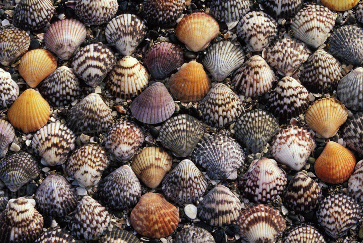 North America, Mexico, Baja. Shells on the beach - Royalty-free Stock ...