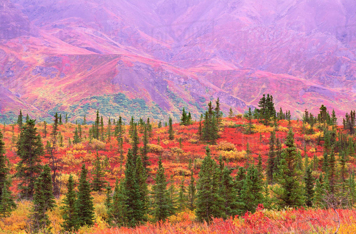 Fall color in Denali National Park - Stock Photo - Dissolve