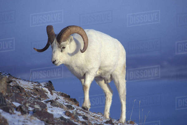 NA, USA, Alaska, A Dall sheep ram (Ovis dalli) walks up a mountain ...
