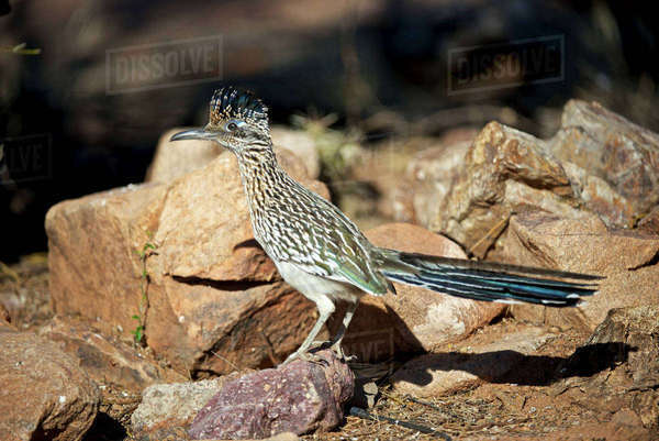 A Road runner (Geococcyx californianus) pauses momentarily on its ...