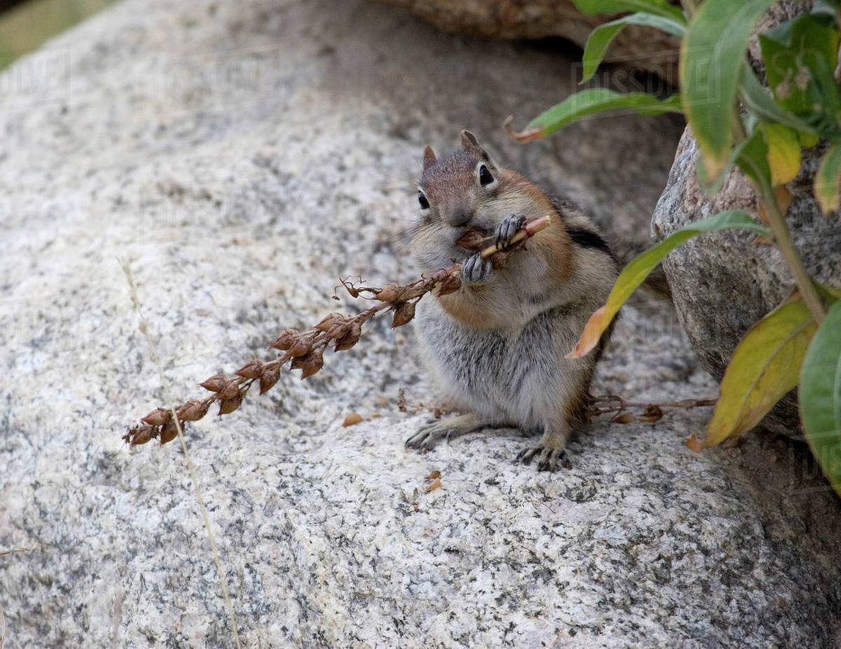 North America - USA - Colorado - Rocky Mountain National Park. Golden ...