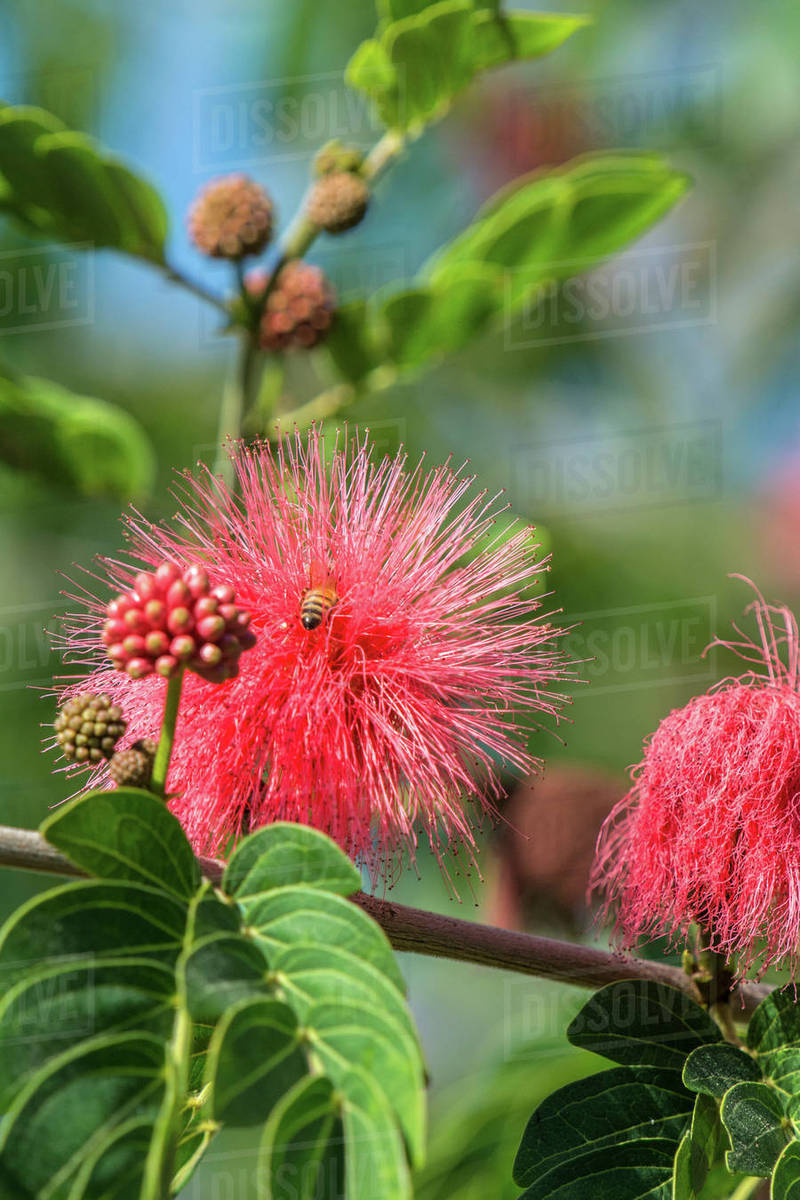 USA, Florida, New Smyrna Beach, Calliandra, Powder Puff Plant ...
