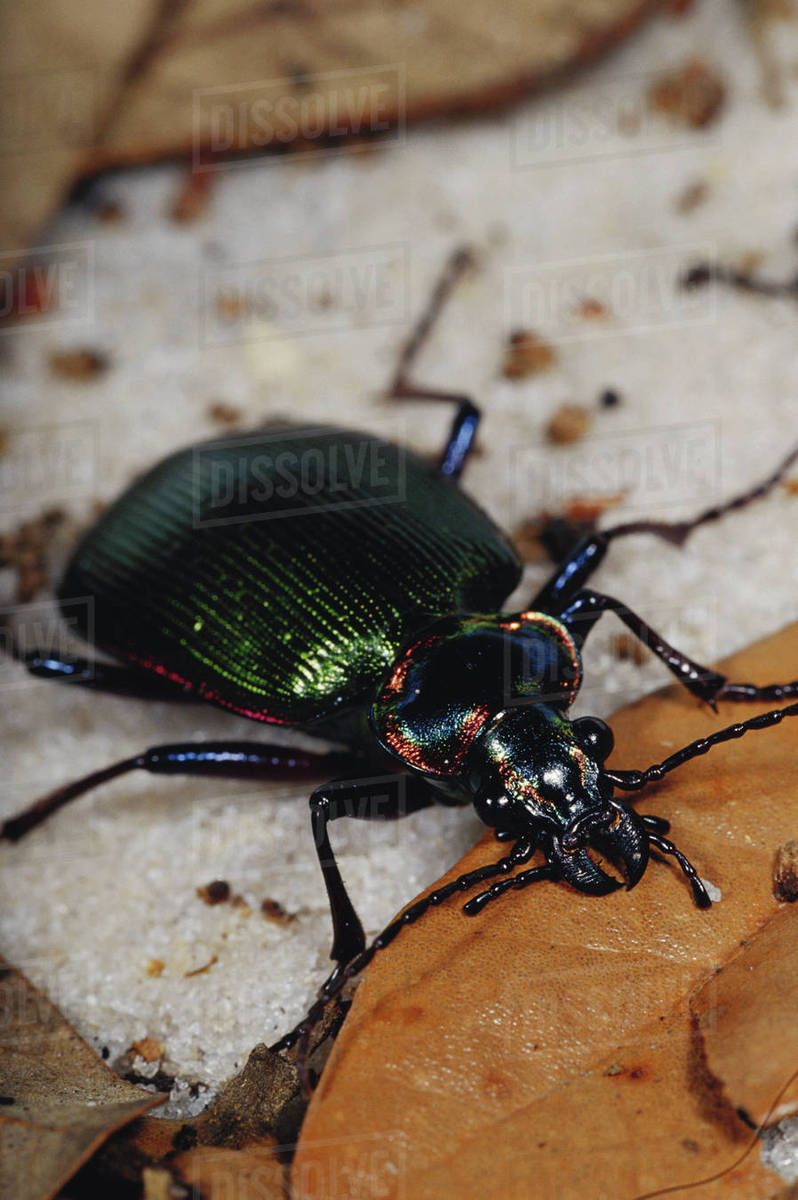 Florida, Calosoma(Calosoma Scrutator) - Royalty-free Stock Photo | Dissolve