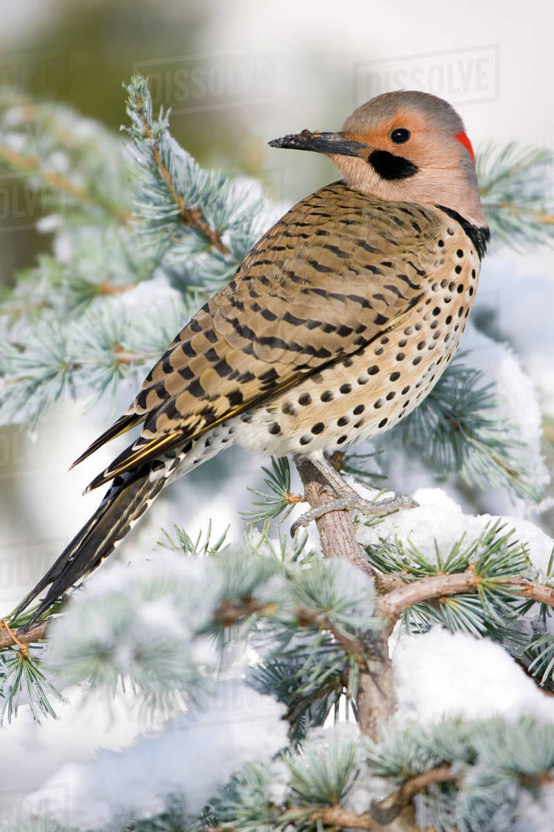 Northern Flicker (Colaptes auratus) male on Blue Atlas Cedar (Cedrus ...