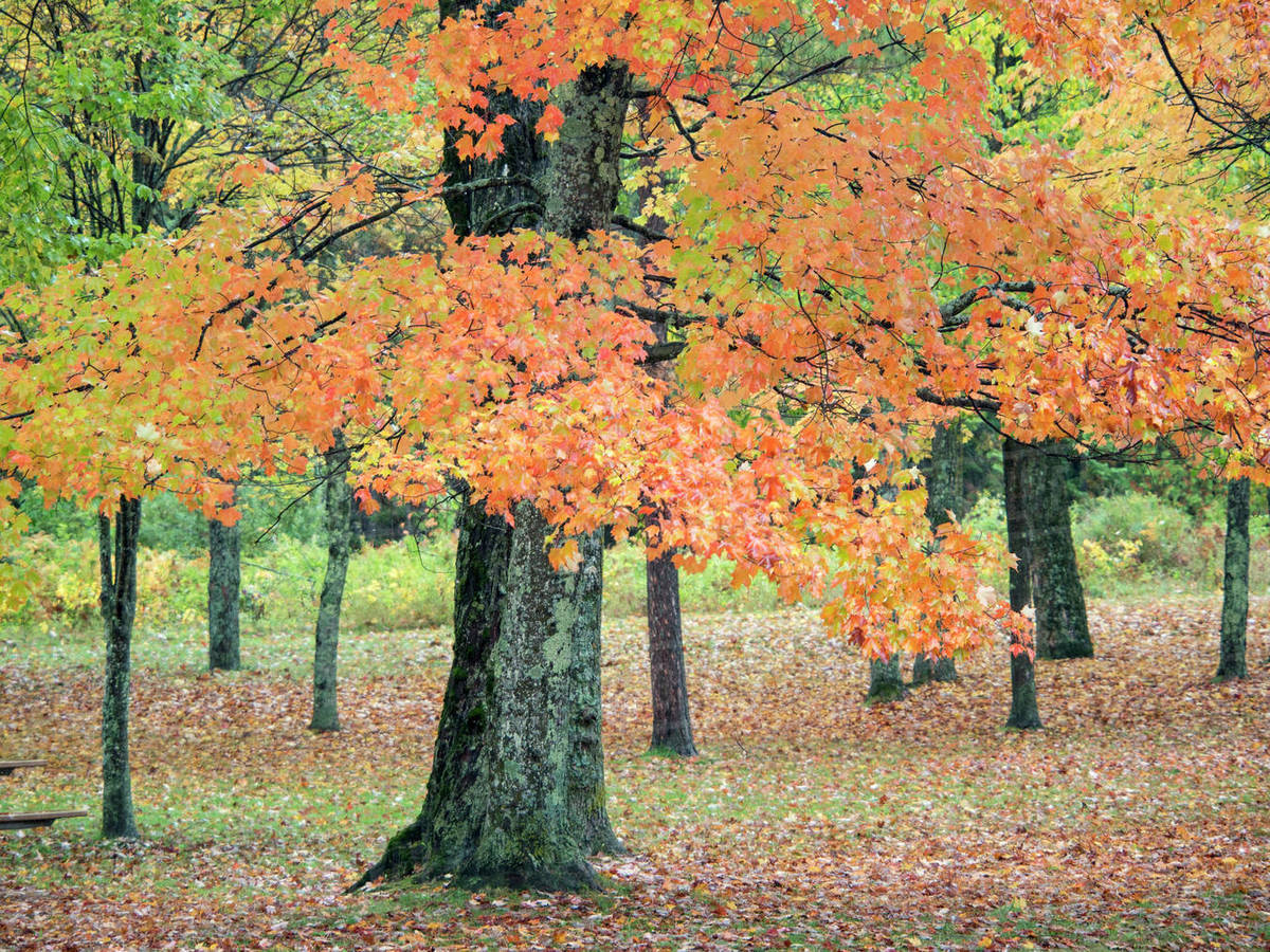 USA, Michigan, Upper Peninsula. Pine trees in autumn. - Royalty-free ...