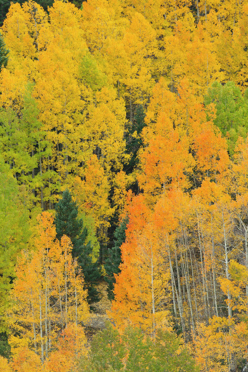 Quaking aspens in a fall glow on the side of Bald Mountain in the ...