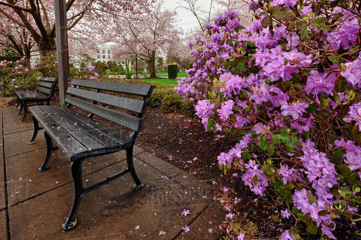USA, Oregon, Salem, State Capitol State Park in early spring. - Royalty ...