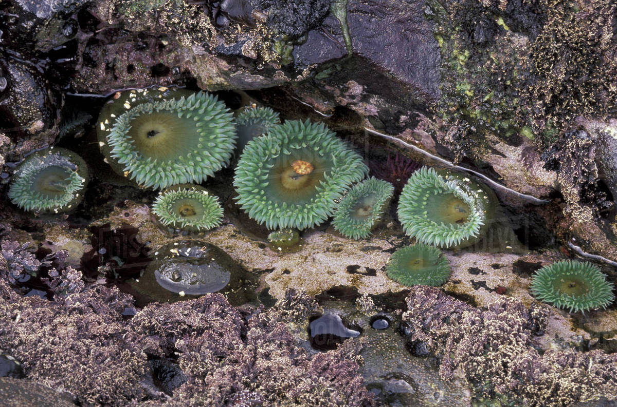 N.A., USA, Washington, Olympic National Park, Green Sea Anemones in ...