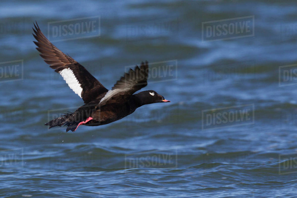 White-winged Scoter - Royalty-free Stock Photo | Dissolve