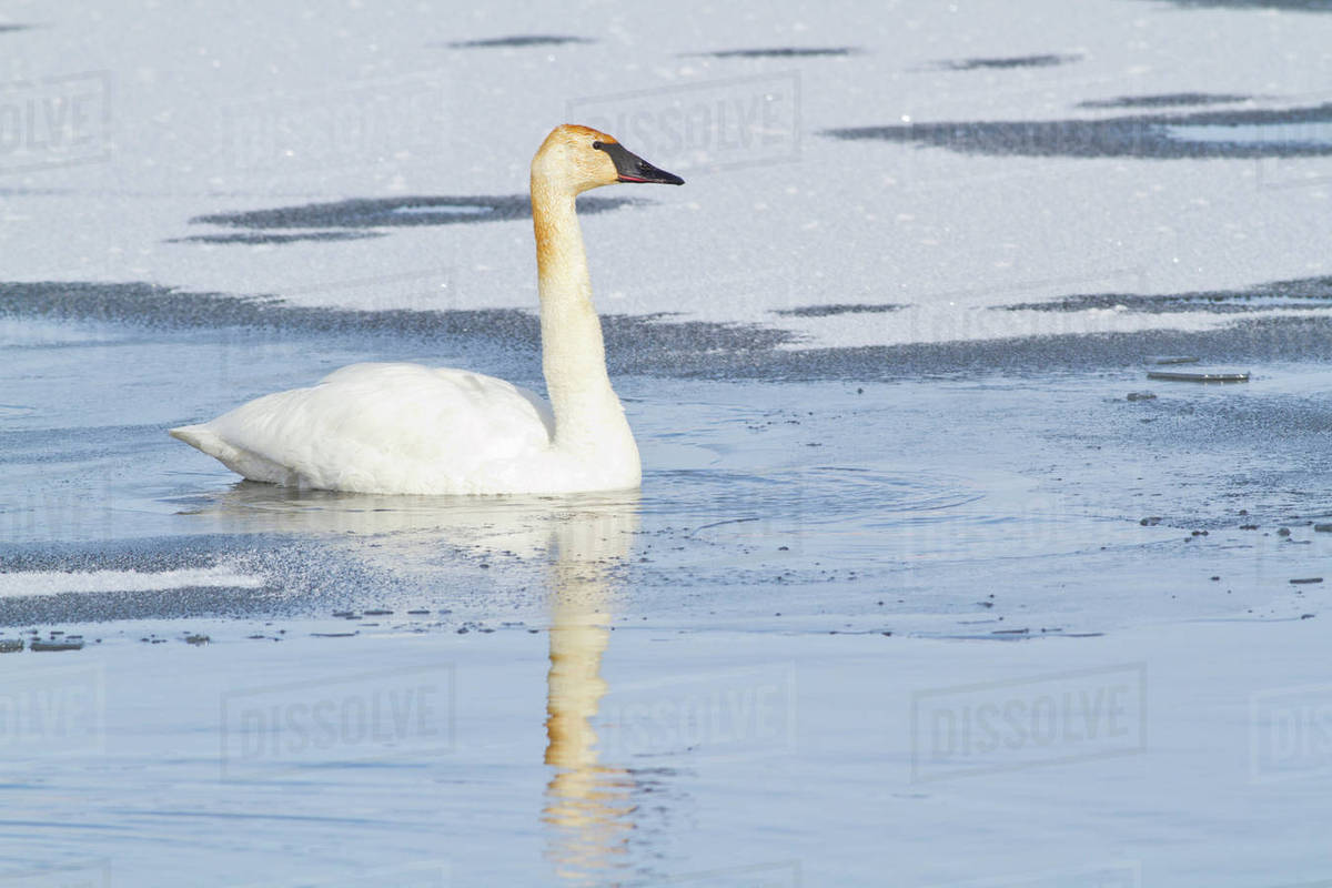 Wyoming, National Elk Refuge, Trumpeter Swan on icy, snowy Flat Creek ...