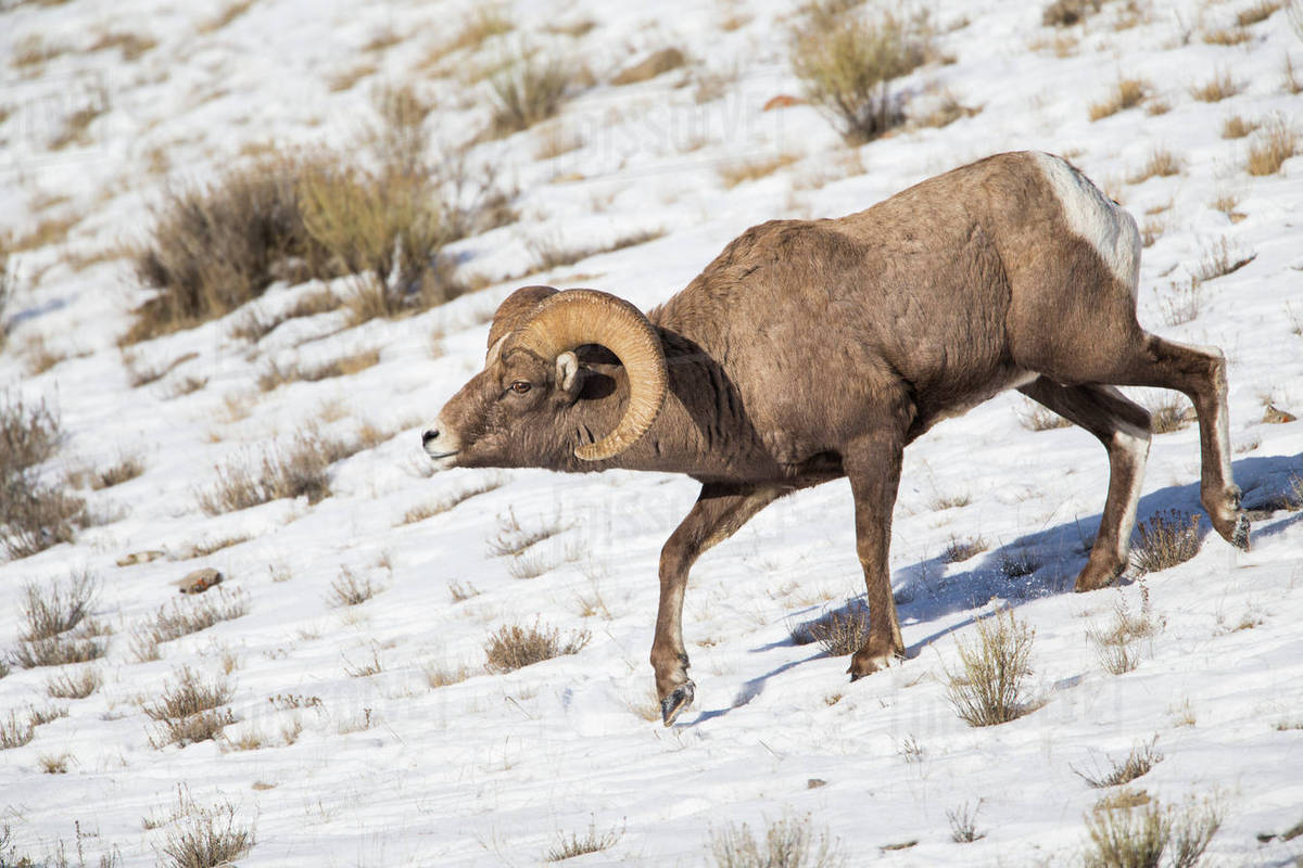 Wyoming, National Elk Refuge, Bighorn Sheep Ram posturing on snowy ...