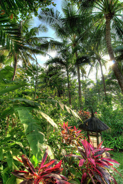 Indonesia, Bali. View of vegetation in Bali Botanical Gardens. - Stock ...