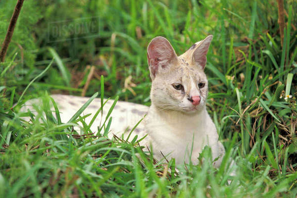 Africa. Very rare White-footed Serval (Felis serval), only two known to ...