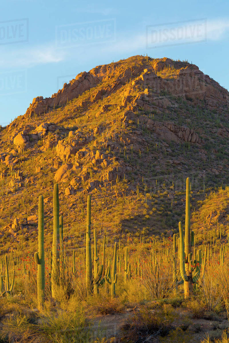 USA, Arizona, Tucson. Desert sunset in Saguaro National Park. - Stock ...