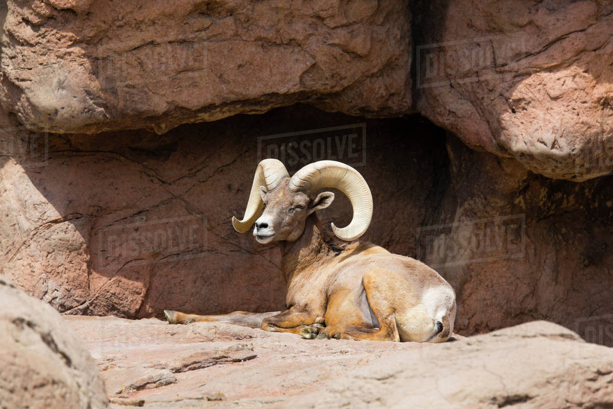 USA, Arizona, Tucson, Arizona-Sonora Desert Museum, Desert Bighorn ...
