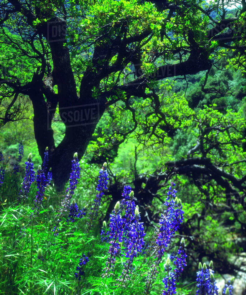 USA, California, Sierra Nevada Mountains. Lupine wildflowers in the ...