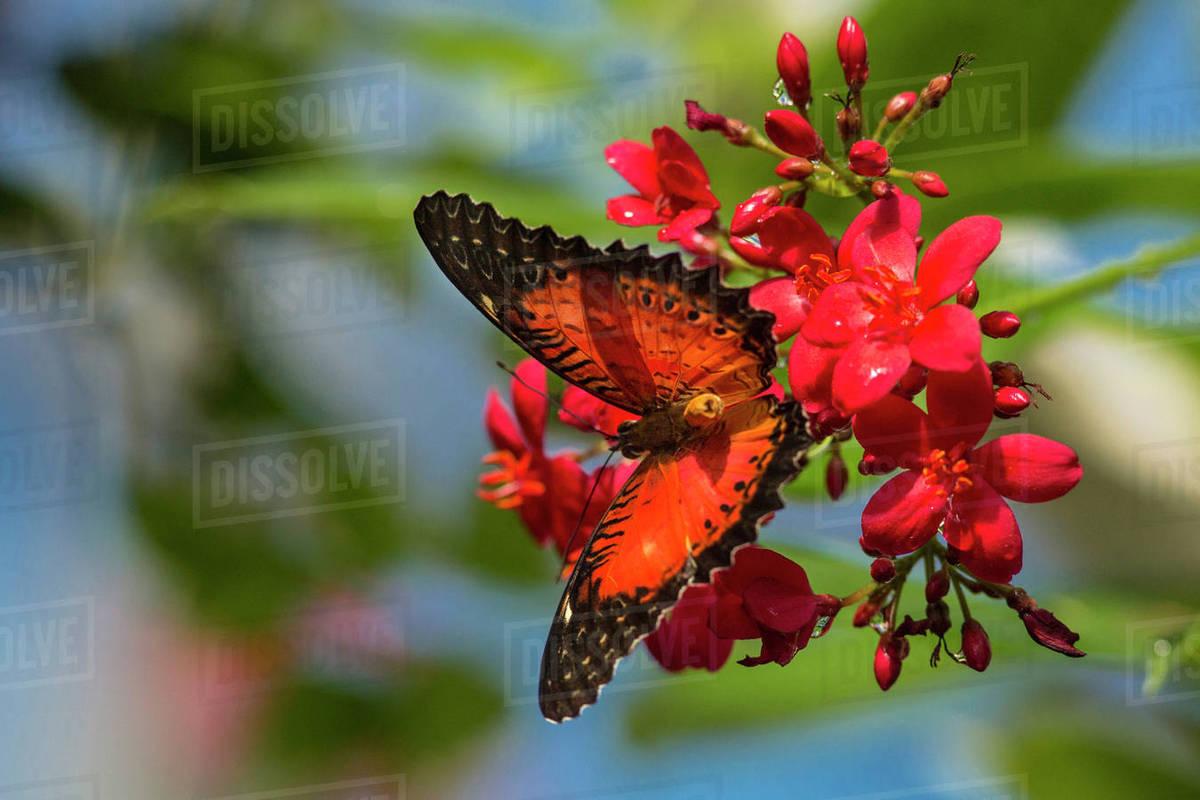 Red Lacewing butterfly (Cethosia biblis) at the Butterfly and Nature ...