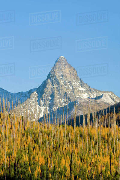 Autumn larch trees frame Mount St Nicholas in Glacier National Park in ...