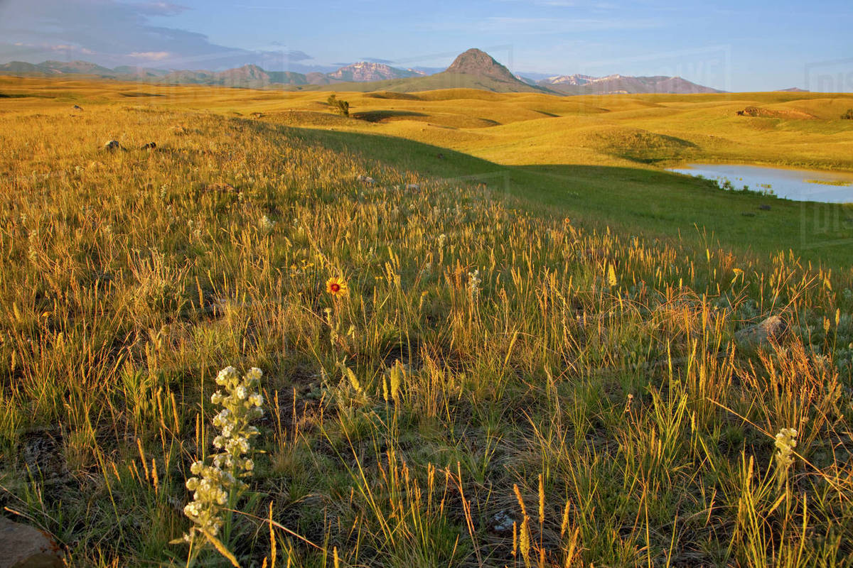 Grasslands along the Rocky Mountain Front near Augusta Montana at first ...